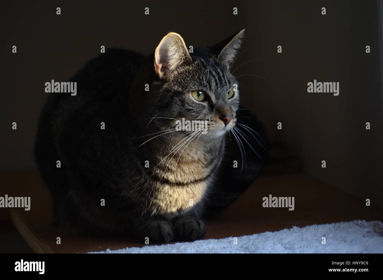 Grey tabby cat in shadow Stock Photo - Alamy