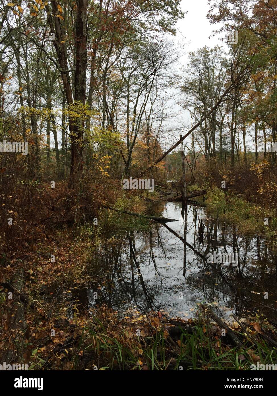 Freshwater swamp forest hi-res stock photography and images - Alamy