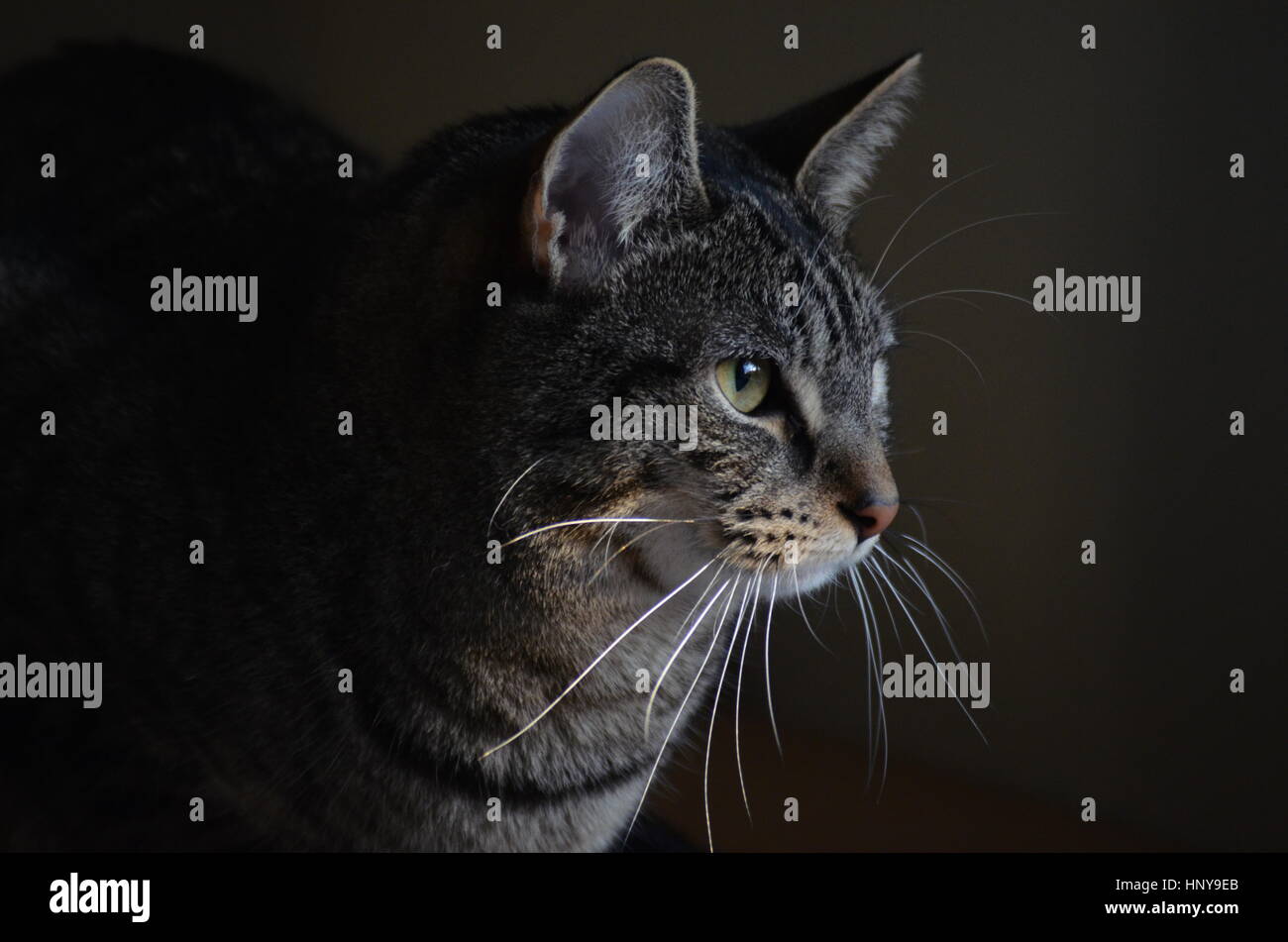 Grey tabby cat hi-res stock photography and images - Alamy