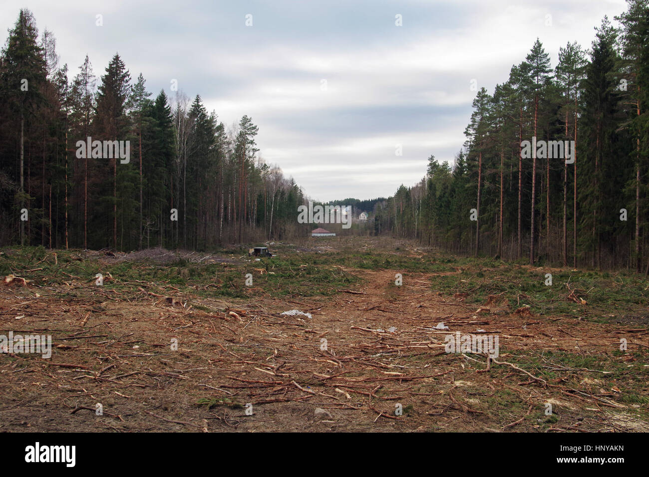 Deforestation under the power line Stock Photo - Alamy