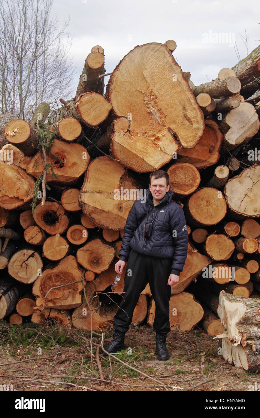 Deforestation under the power line and the lying logs.Man near woodpile ...