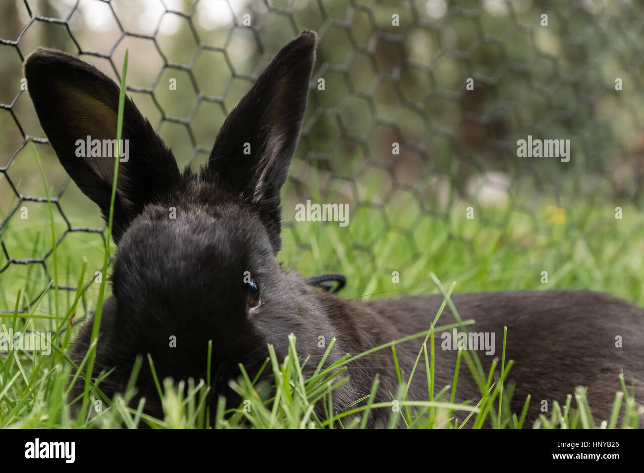 Black Rabbit in green grass close up Stock Photo - Alamy