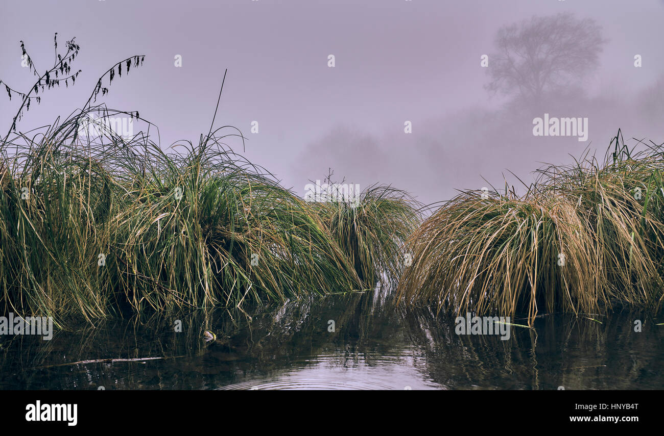 Greater tussock sedge carex paniculata hi-res stock photography and ...