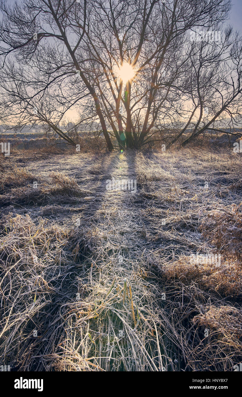 Backlit back lit silhouette hi-res stock photography and images - Alamy