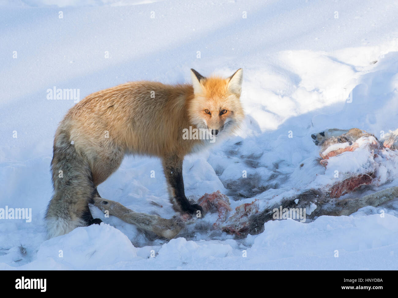 Red fox with carcass of mule deer for dinner in winter Stock Photo - Alamy