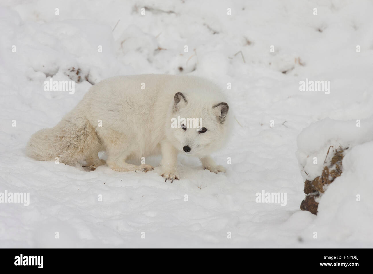Arctic fox hunting for food on a snow hill with extended claws Stock ...