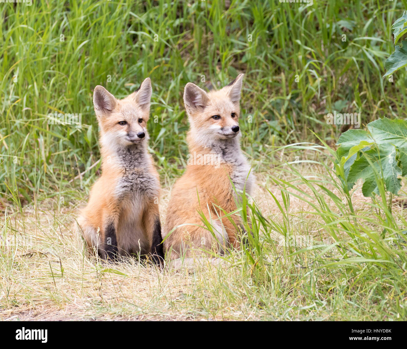 Kit foxes hi-res stock photography and images - Alamy