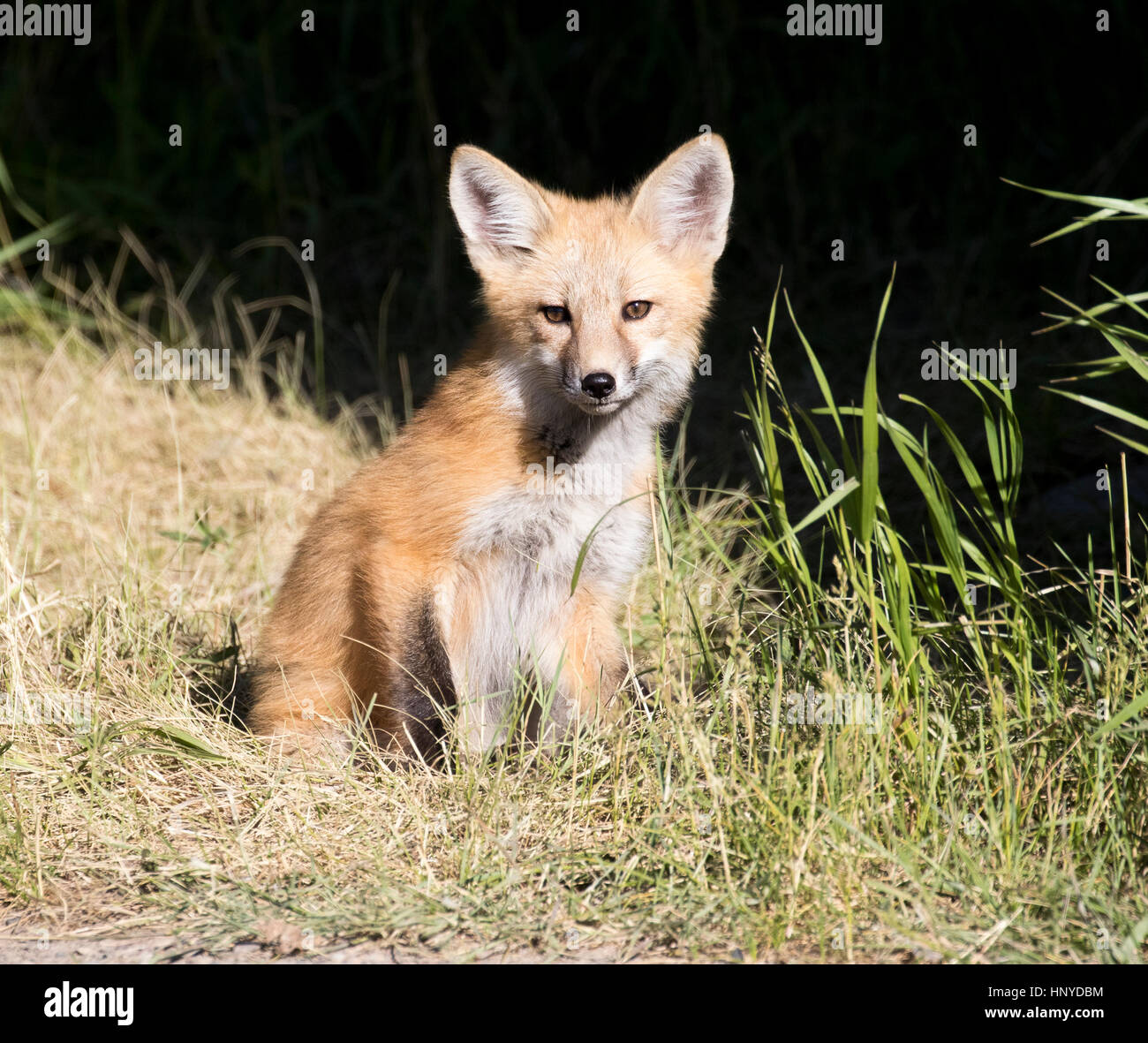 Kit fox in grass with dark background Stock Photo - Alamy