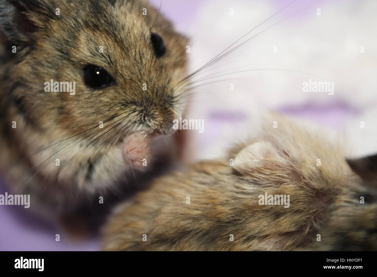 Hamster eating closeup Stock Photo - Alamy