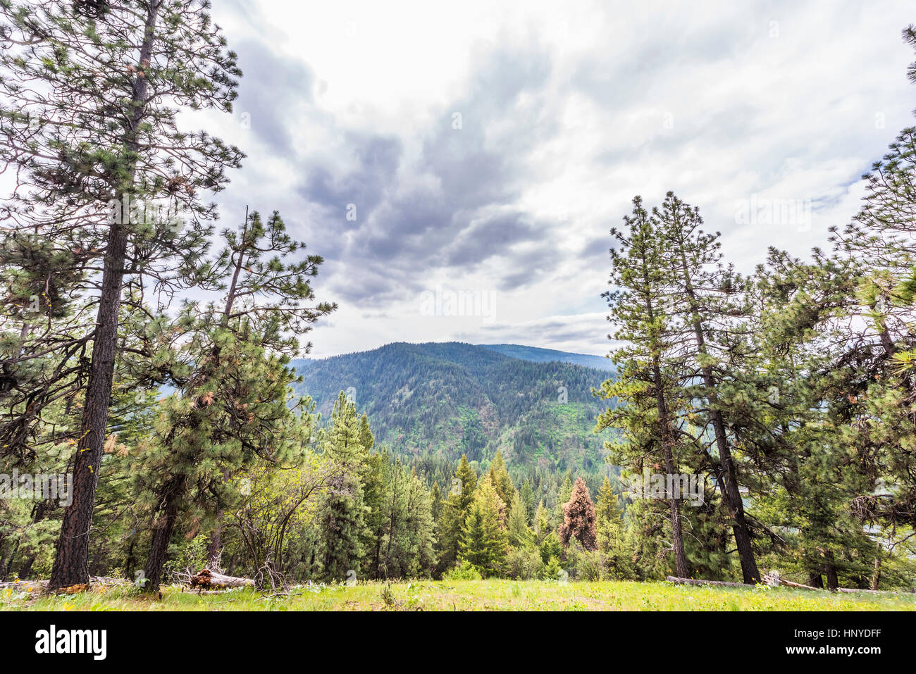 View of alpine forest mountains in Idaho from Mineral Ridge trail Stock ...