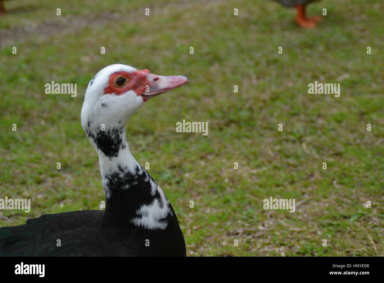 Close-up of a colourful duck with orange beak and colourfull feathers ...