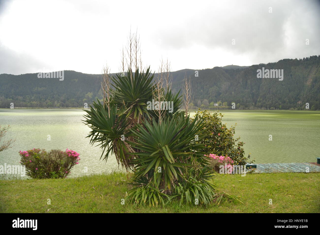 Lots of blossoming scrubs, trees, palms on a well kept meadow field at ...