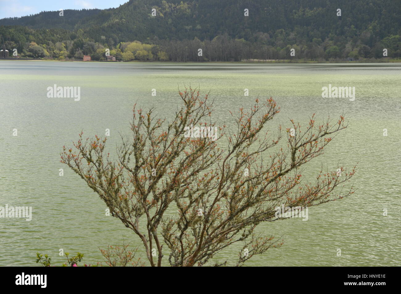 Lots of branched trees on a well kept meadow field in winter, in ...