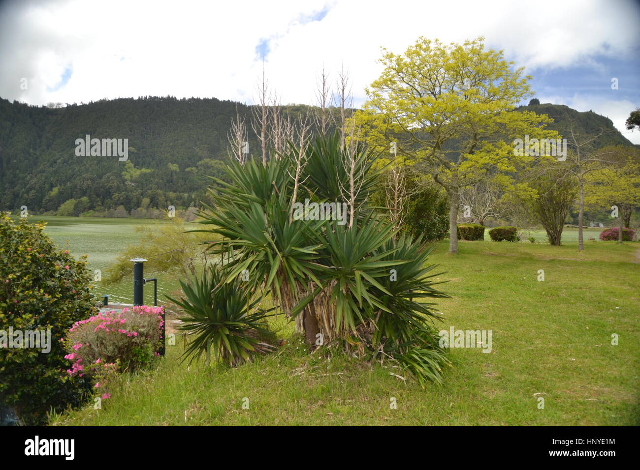 Lots of blossoming scrubs, trees, palms on a well kept meadow field at ...