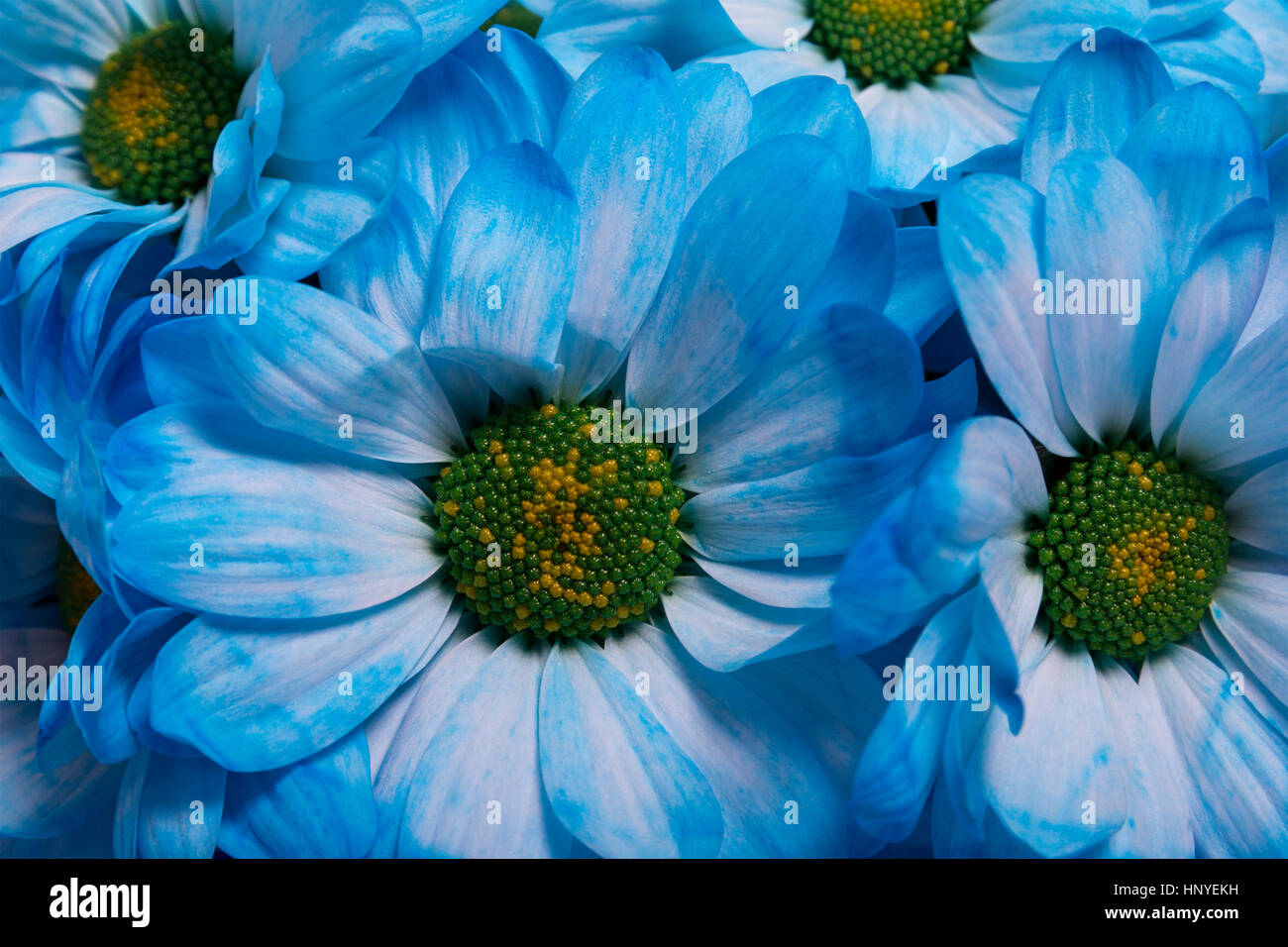 Close up of beautiful blue flower image for nature background or nature ...