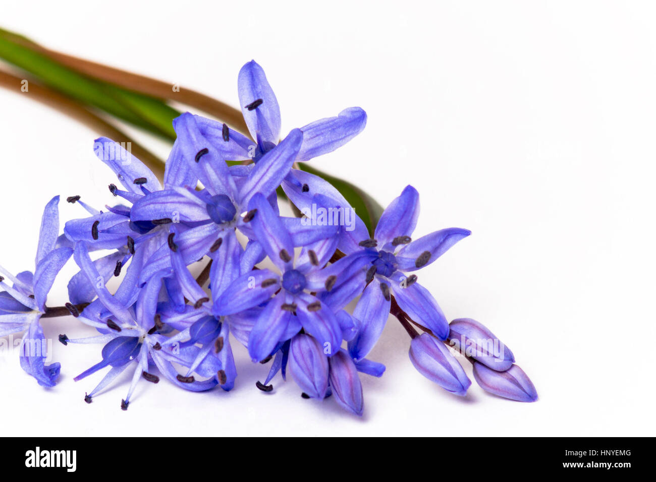 Beautiful blue natural fresh snowdrops flowers isolated on white ...