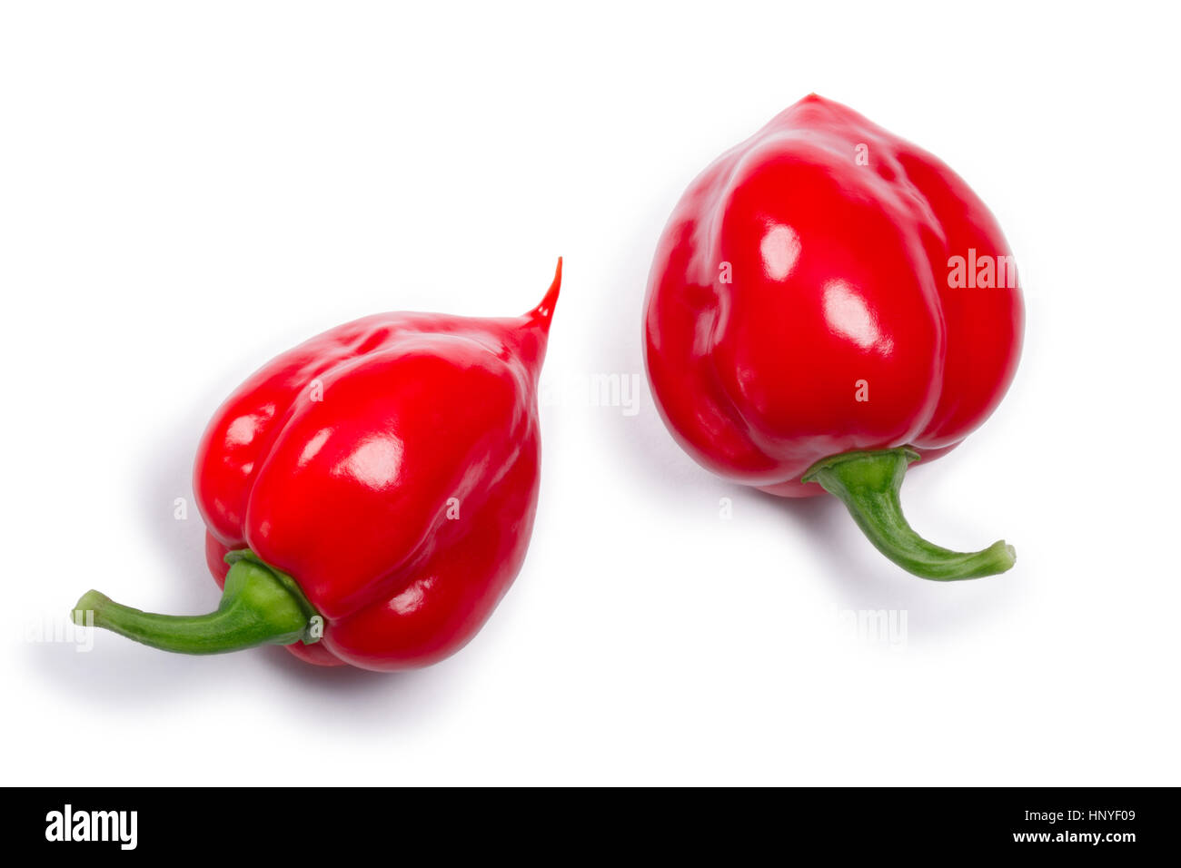 Two hot, red ripe Habanero chile peppers (Capsicum chinense). Clipping ...