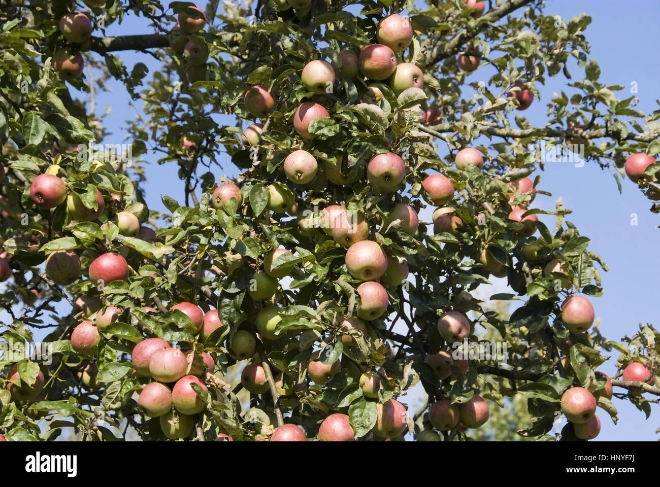 Apfelbaum - apple tree Stock Photo - Alamy