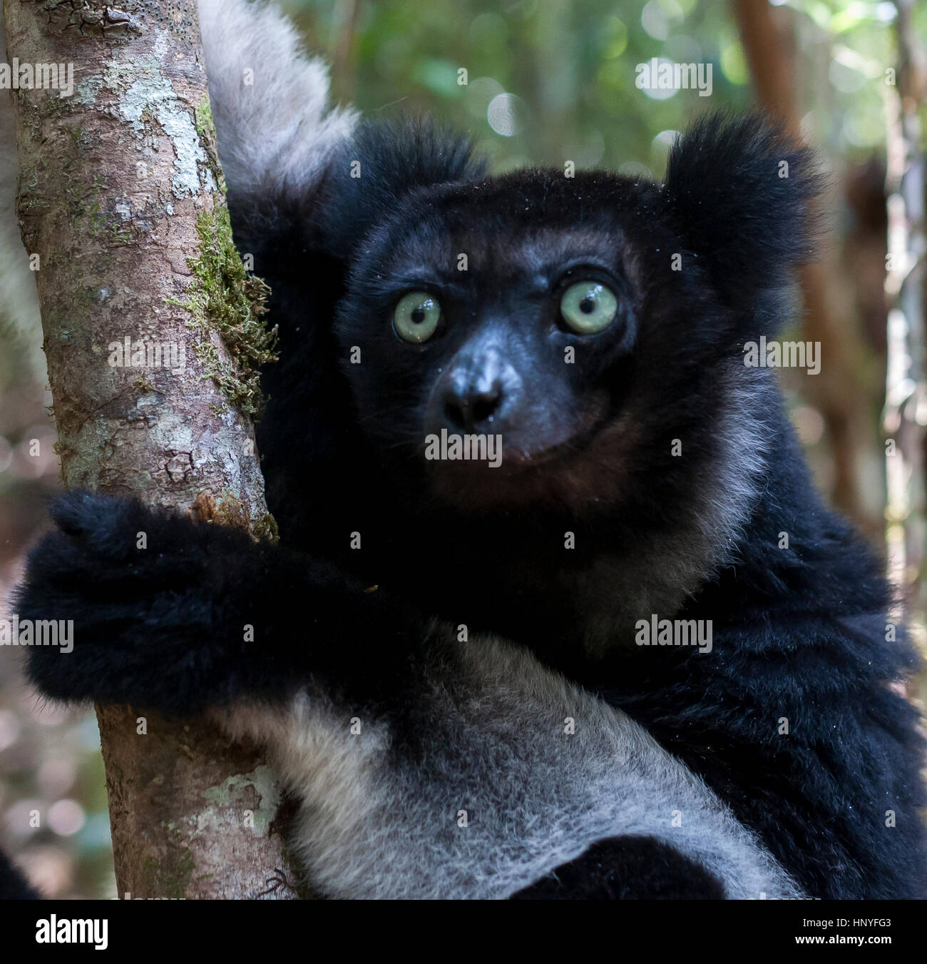 A Indri Lemur in andasibe rainforest , Madagascar Stock Photo - Alamy