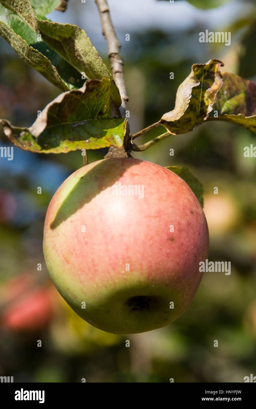 Apfel am baum hi-res stock photography and images - Alamy