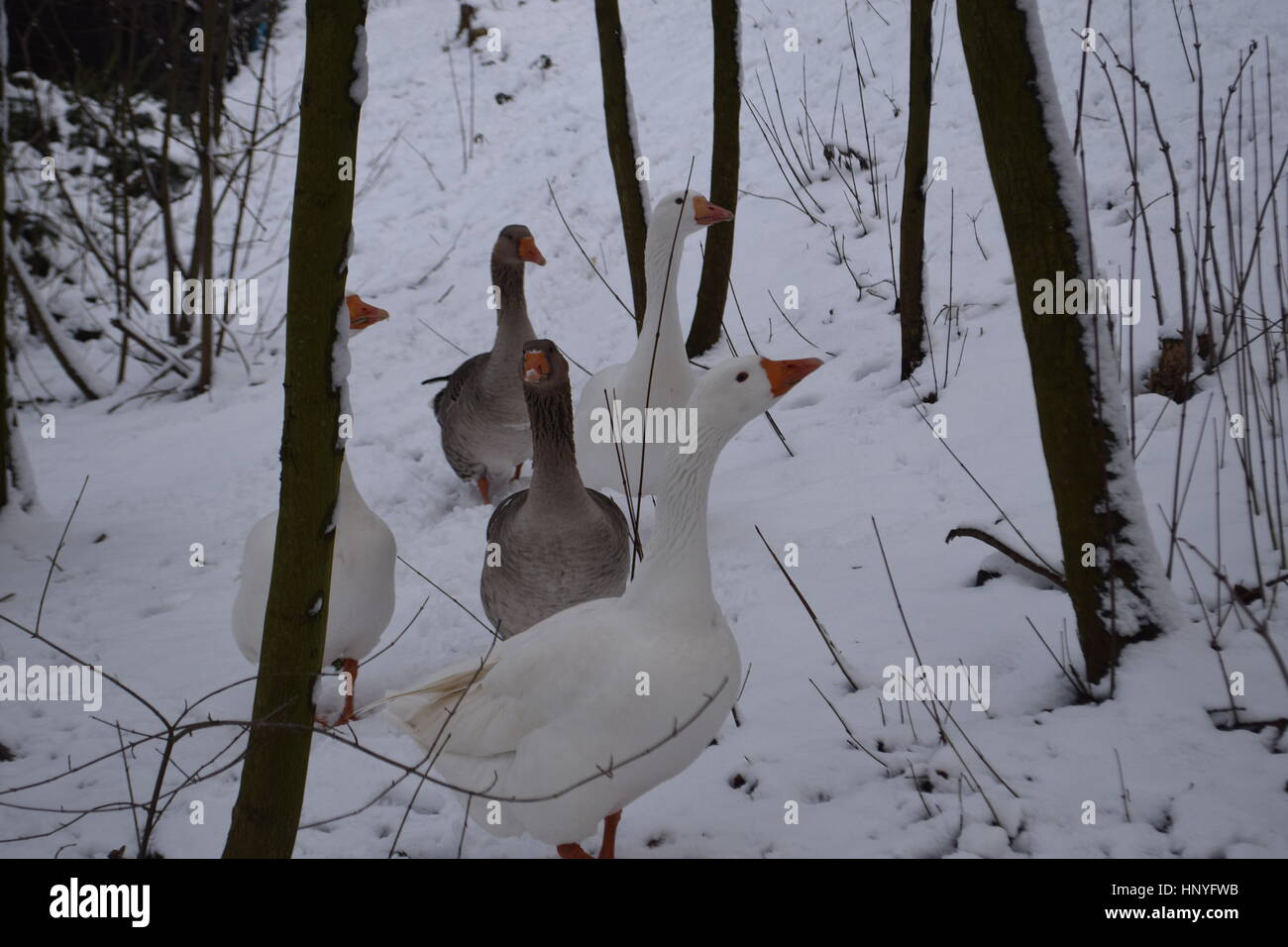 Snow views hi-res stock photography and images - Alamy