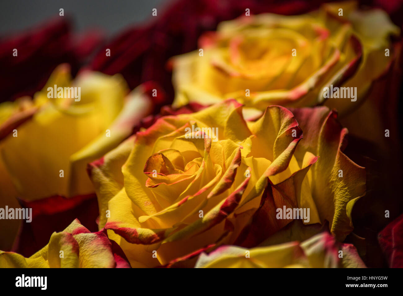 Congratulations red and yellow roses Stock Photo - Alamy