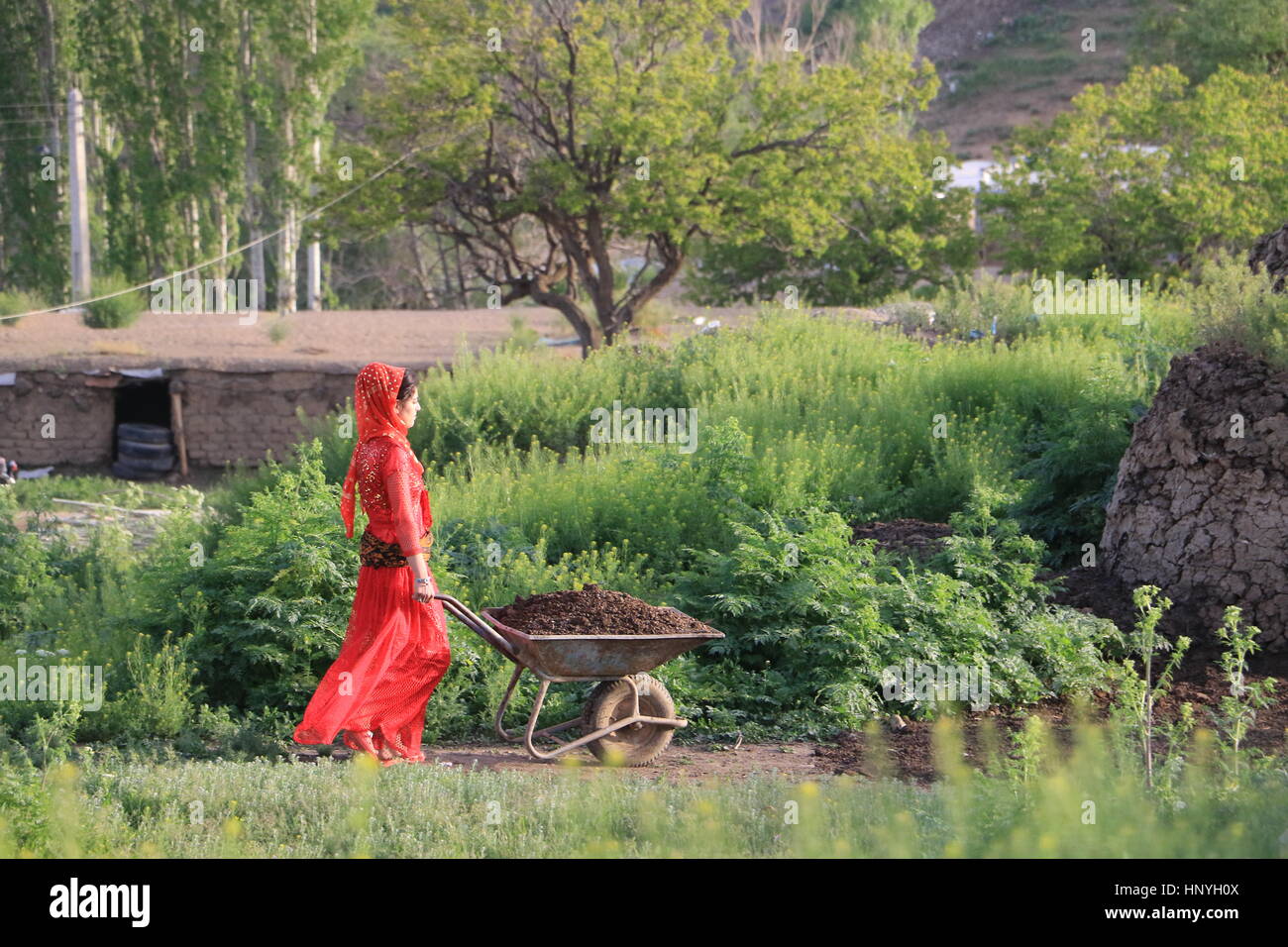 A rural girl working in her local dress. She is from Hazarkanian, one ...