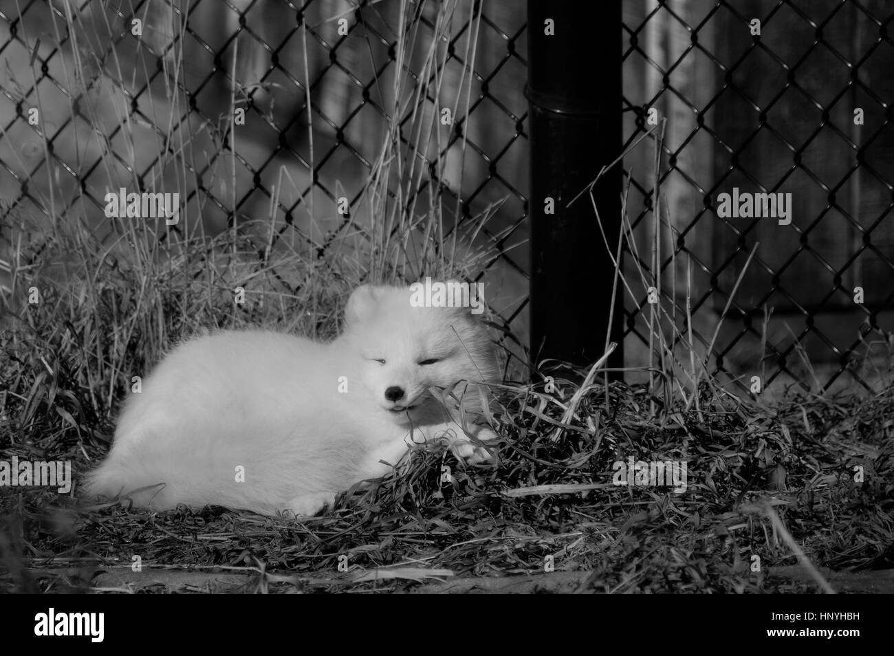 Arctic fox laying in the brown grass Stock Photo - Alamy