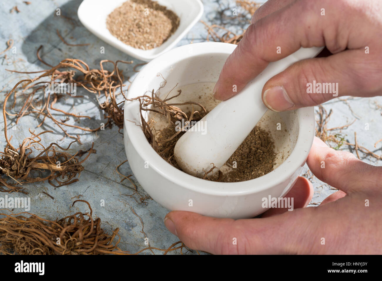 Baldrianwurzeln werden mit Mörser zerkleinert, getrocknete Baldrian ...