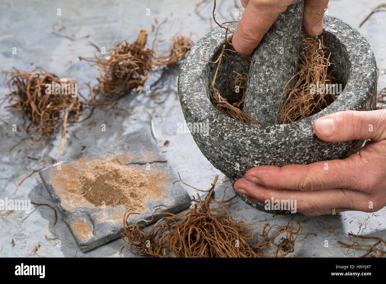 Baldrianwurzeln werden mit Mörser zerkleinert, getrocknete Baldrian ...