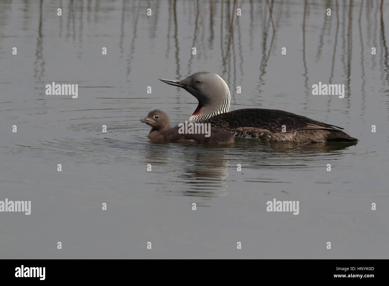 red-throated loon (North America) or red-throated diver (Britain and ...