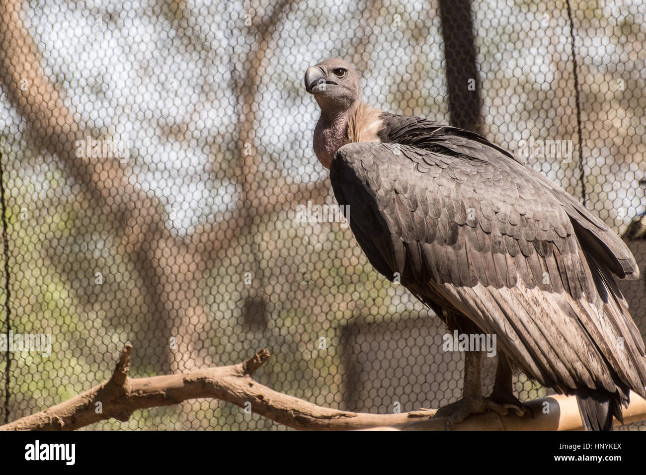 Vulture eyes close up hi-res stock photography and images - Alamy