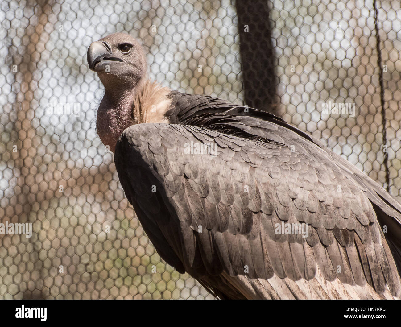 Vulture eyes close up hi-res stock photography and images - Alamy