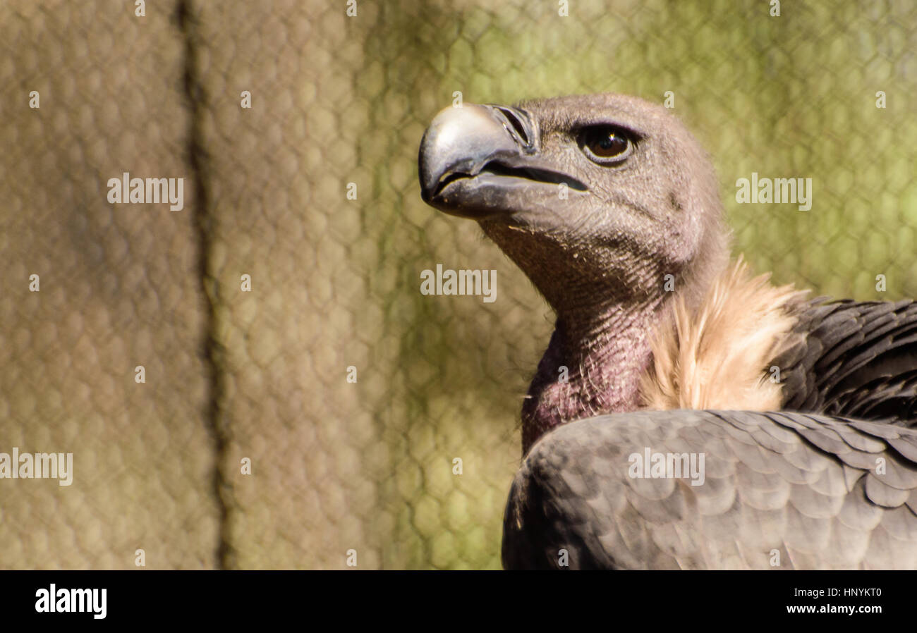 Vulture eyes close up hi-res stock photography and images - Alamy