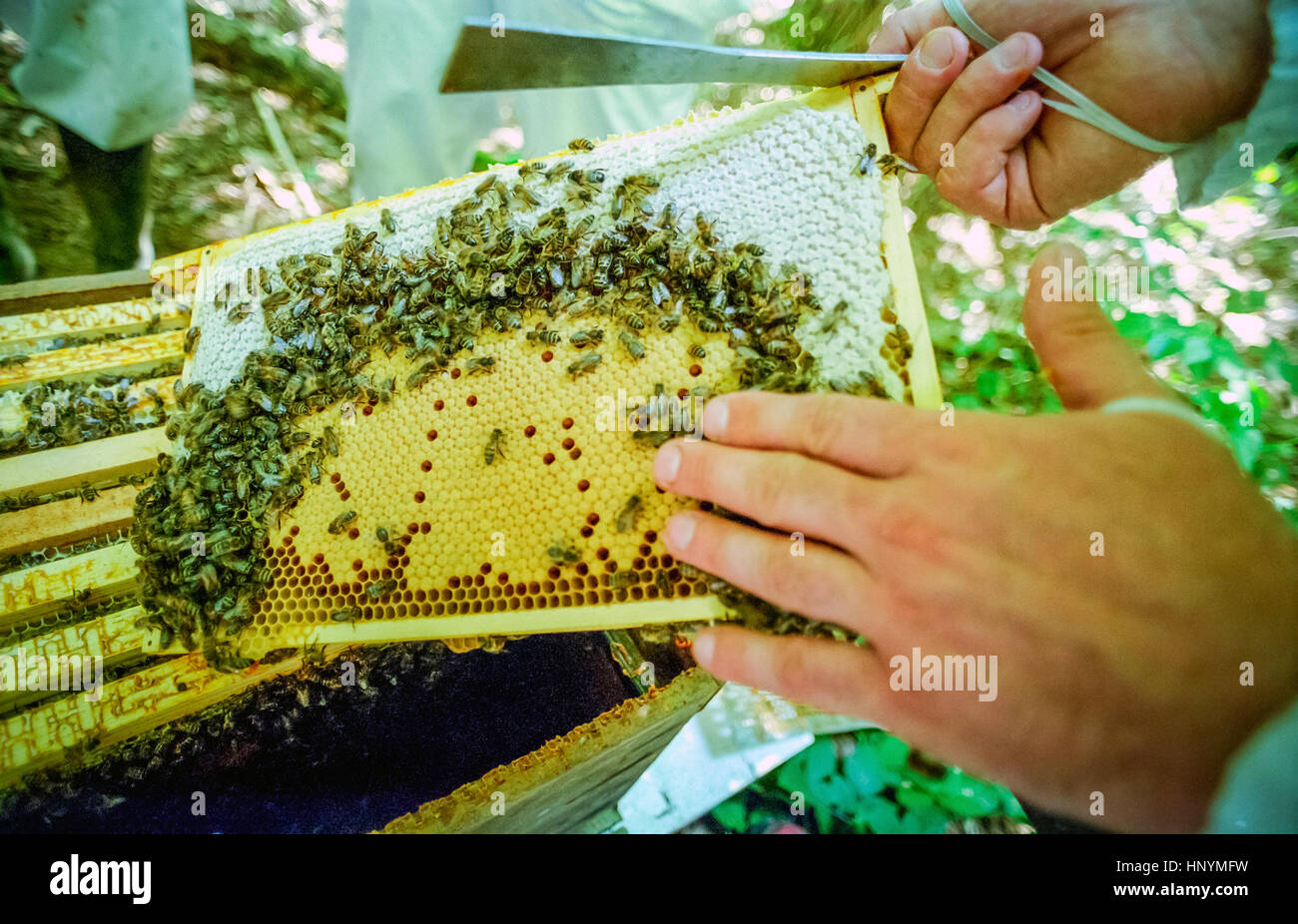 Bee inspection by MAFF inspector Mick Jackson Stock Photo - Alamy