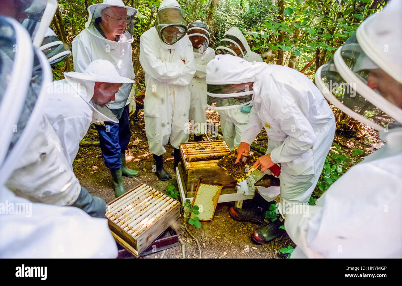 Bee inspection by MAFF inspector Mick Jackson Stock Photo - Alamy