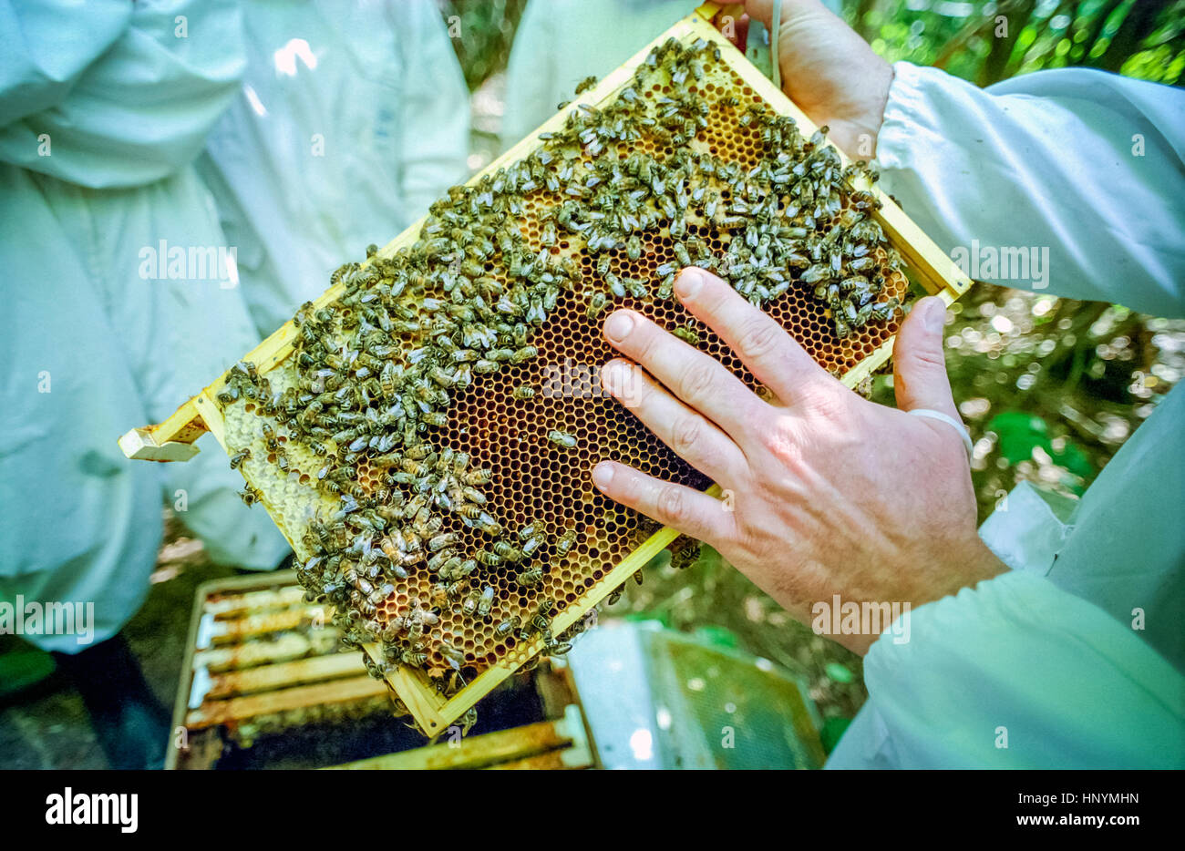 Bee inspection by MAFF inspector Mick Jackson Stock Photo - Alamy