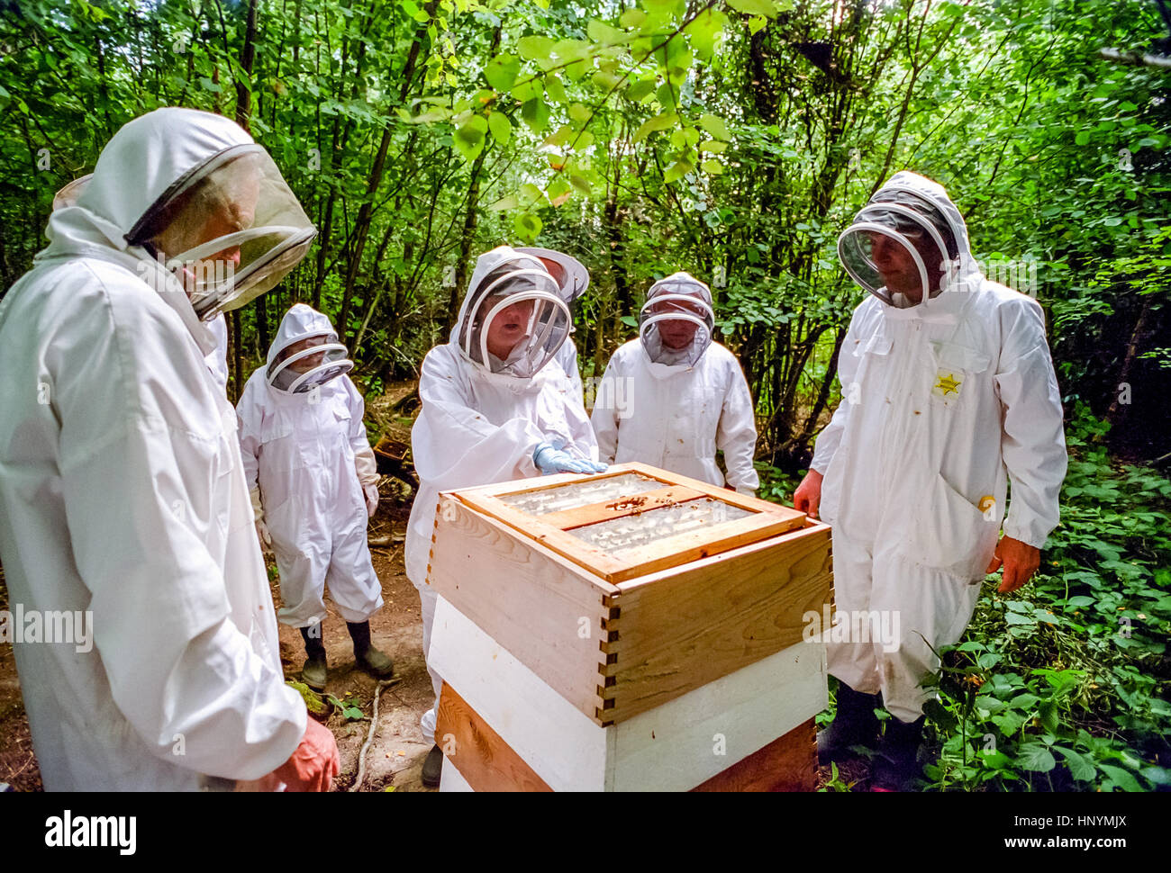 Bee inspection by MAFF inspector Mick Jackson Stock Photo - Alamy