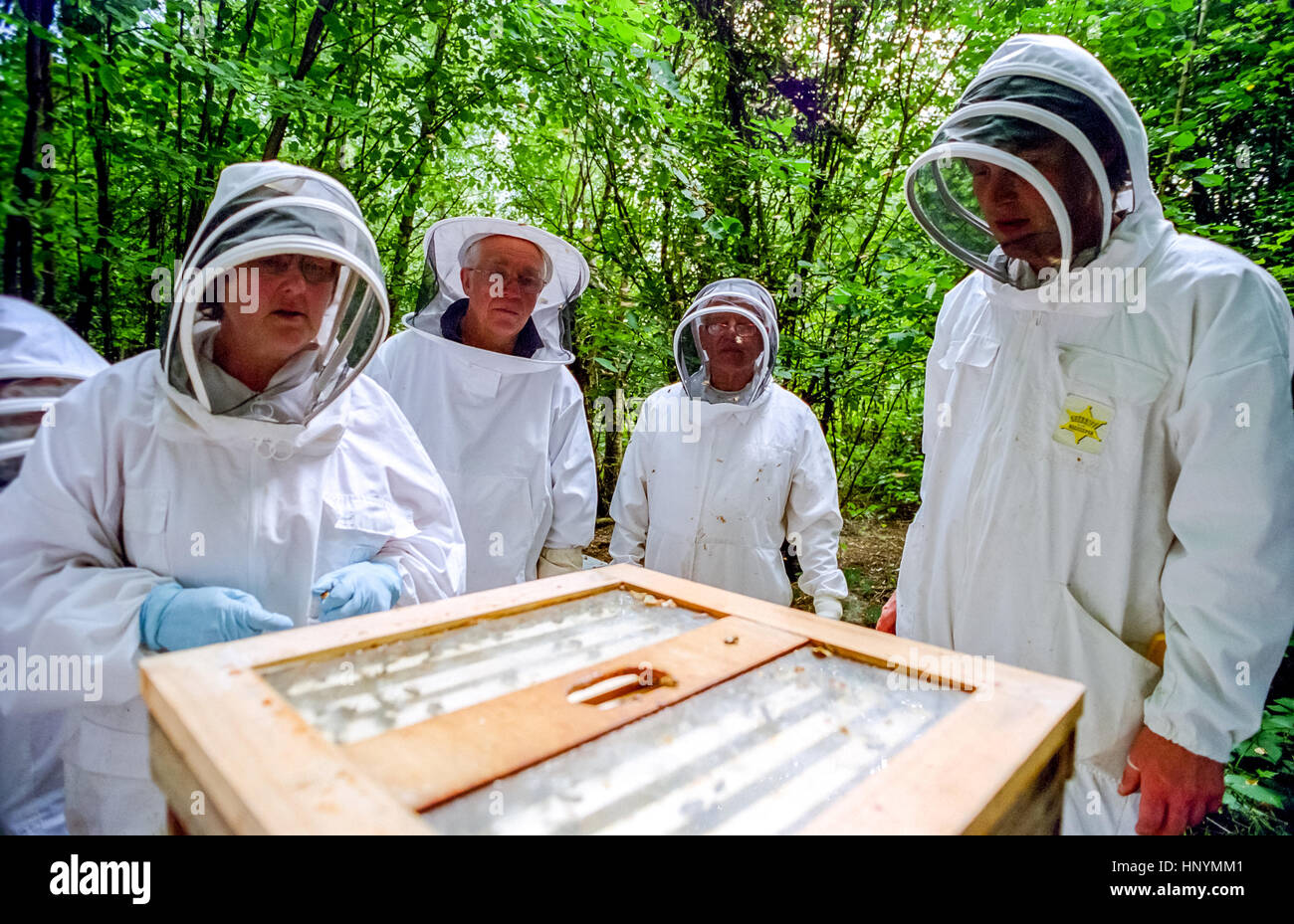 Bee inspection by MAFF inspector Mick Jackson Stock Photo - Alamy