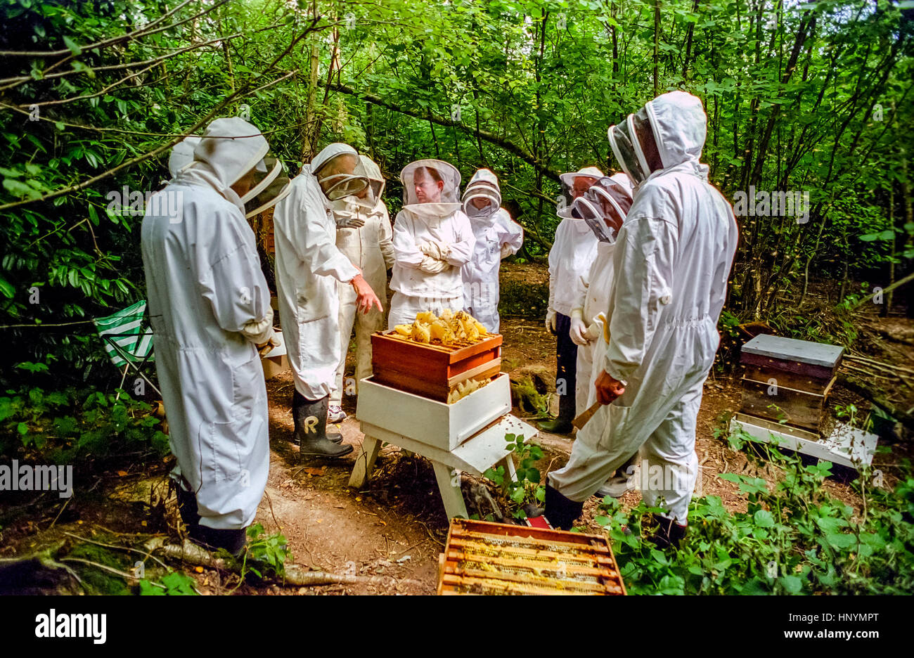 Bee inspection by MAFF inspector Mick Jackson Stock Photo - Alamy