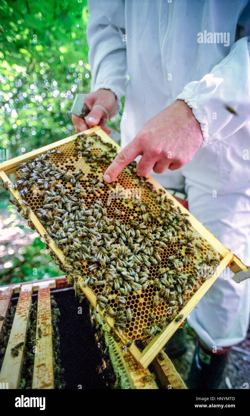 Bee inspection by MAFF inspector Mick Jackson Stock Photo - Alamy