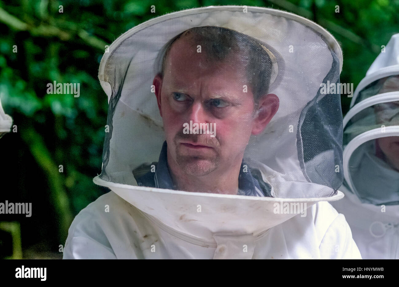 Bee inspection by MAFF inspector Mick Jackson Stock Photo - Alamy