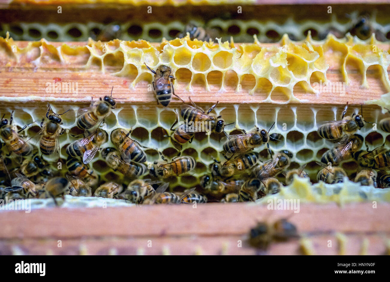 Bee inspection by MAFF inspector Mick Jackson Stock Photo - Alamy