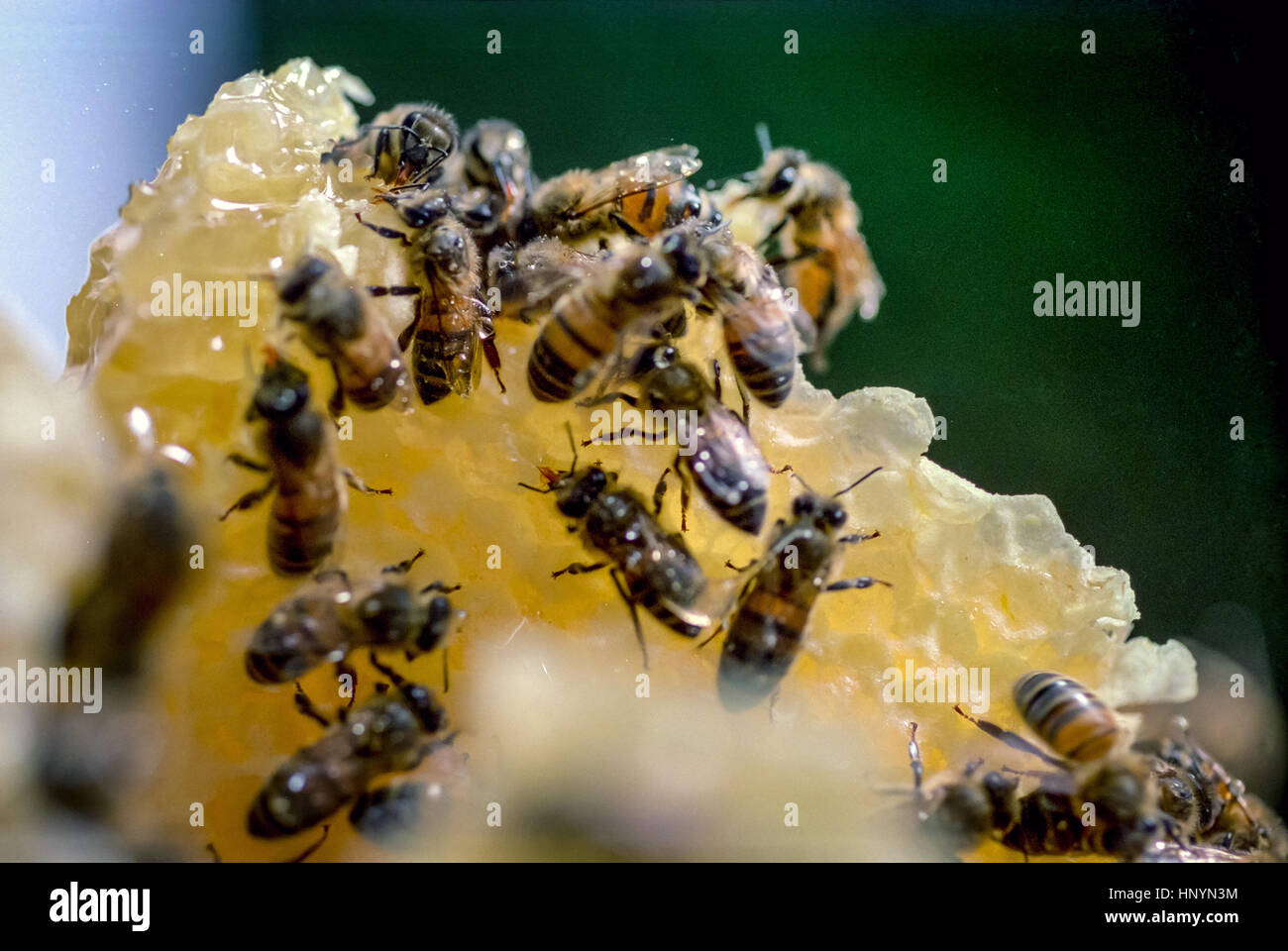 Bee inspection by MAFF inspector Mick Jackson Stock Photo - Alamy