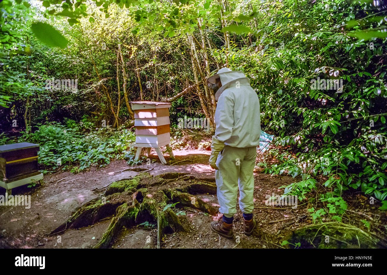 Bee inspection by MAFF inspector Mick Jackson Stock Photo - Alamy