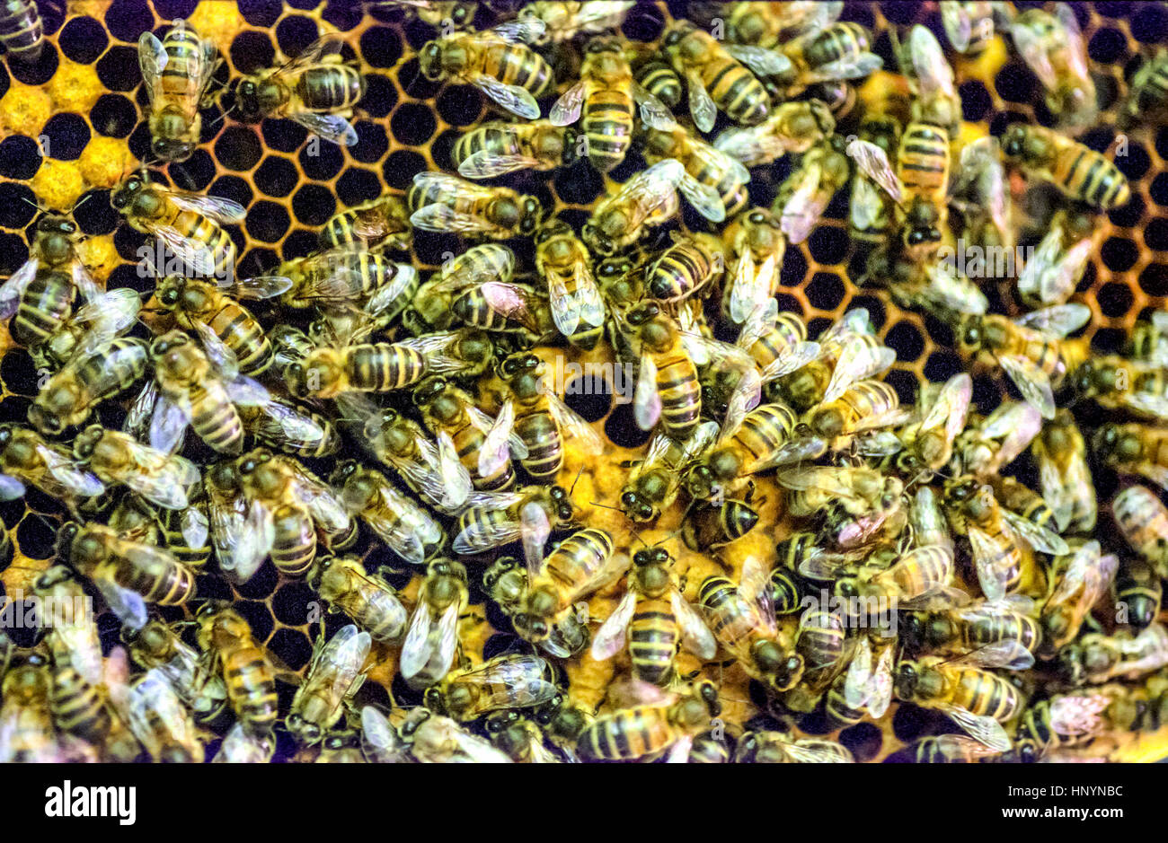 Bee inspection by MAFF inspector Mick Jackson Stock Photo - Alamy