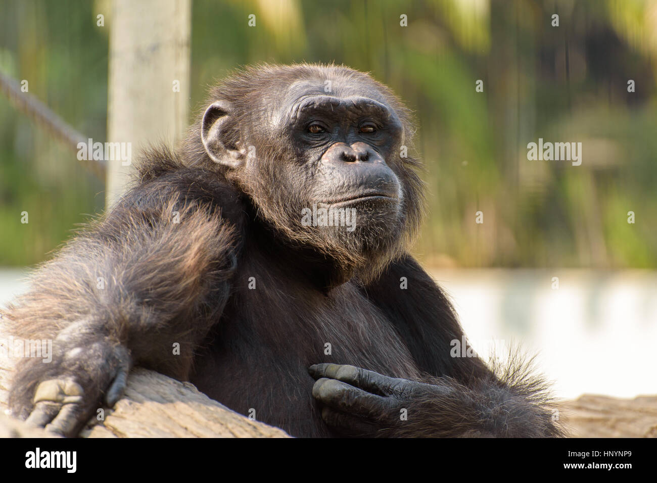 Chimpanzee Face High Resolution Stock Photography and Images - Alamy