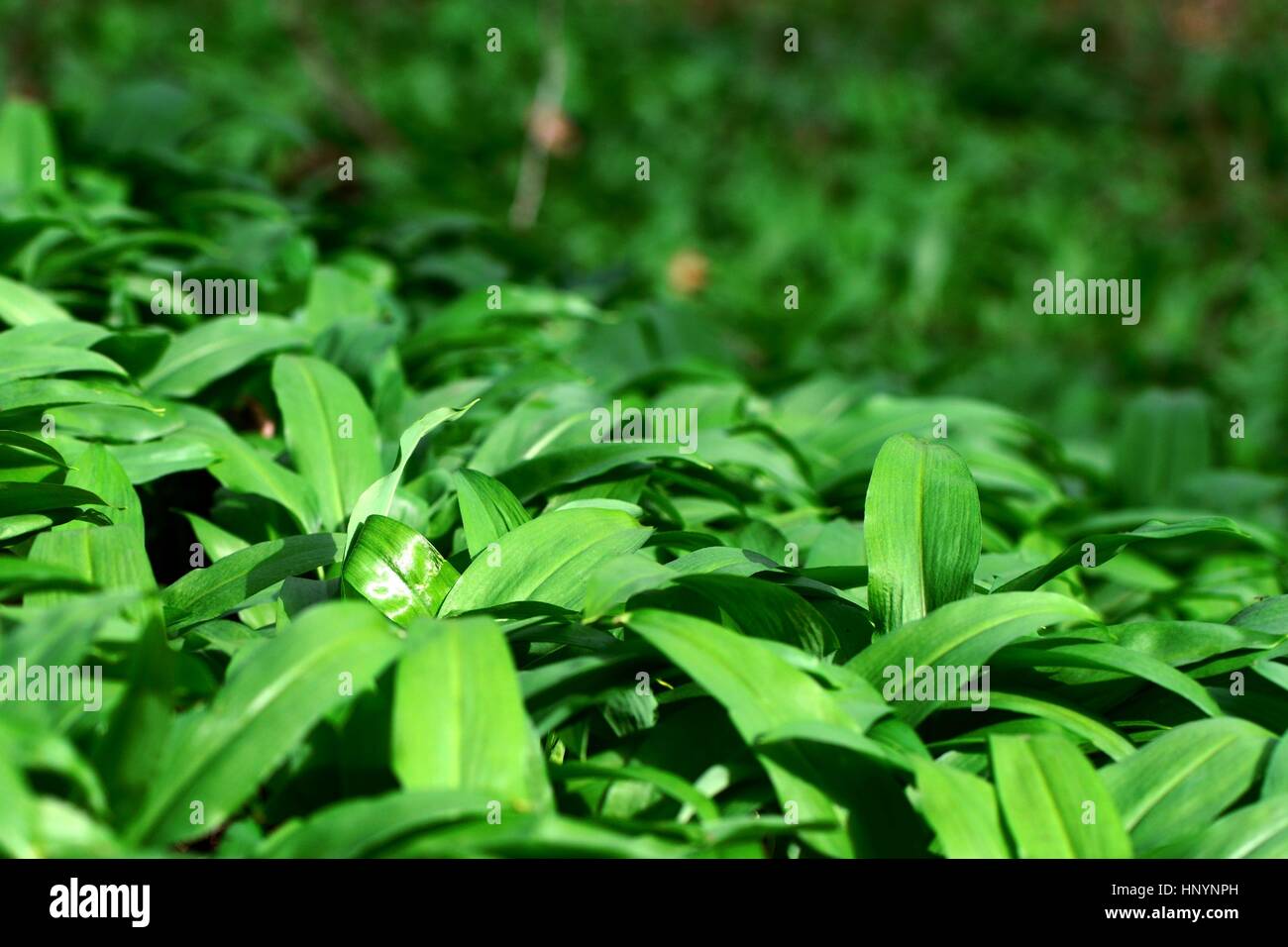 Closeup of wild garlic (Allium ursinum) in the forest Stock Photo - Alamy