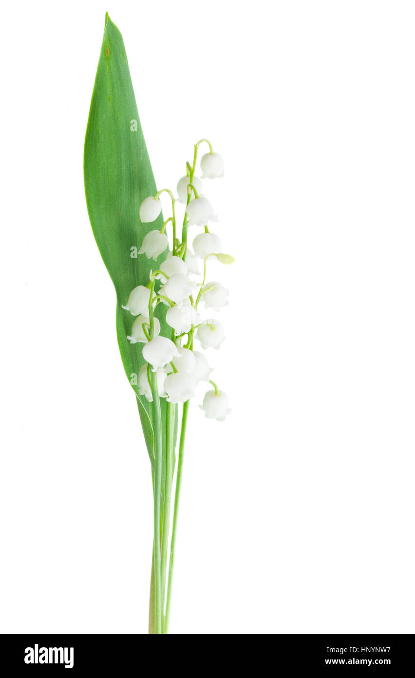 Valley forest Cut Out Stock Images & Pictures - Alamy