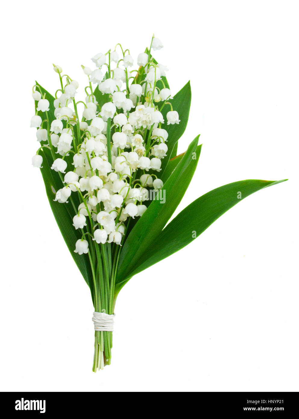 Valley forest Cut Out Stock Images & Pictures - Alamy